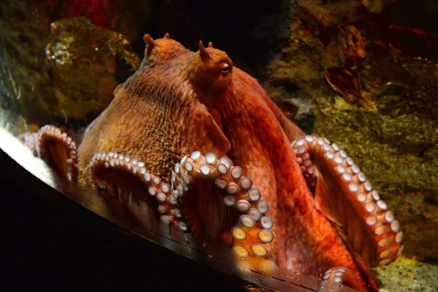 Do Octopuses Make Good Pets? - Things You Need to Know