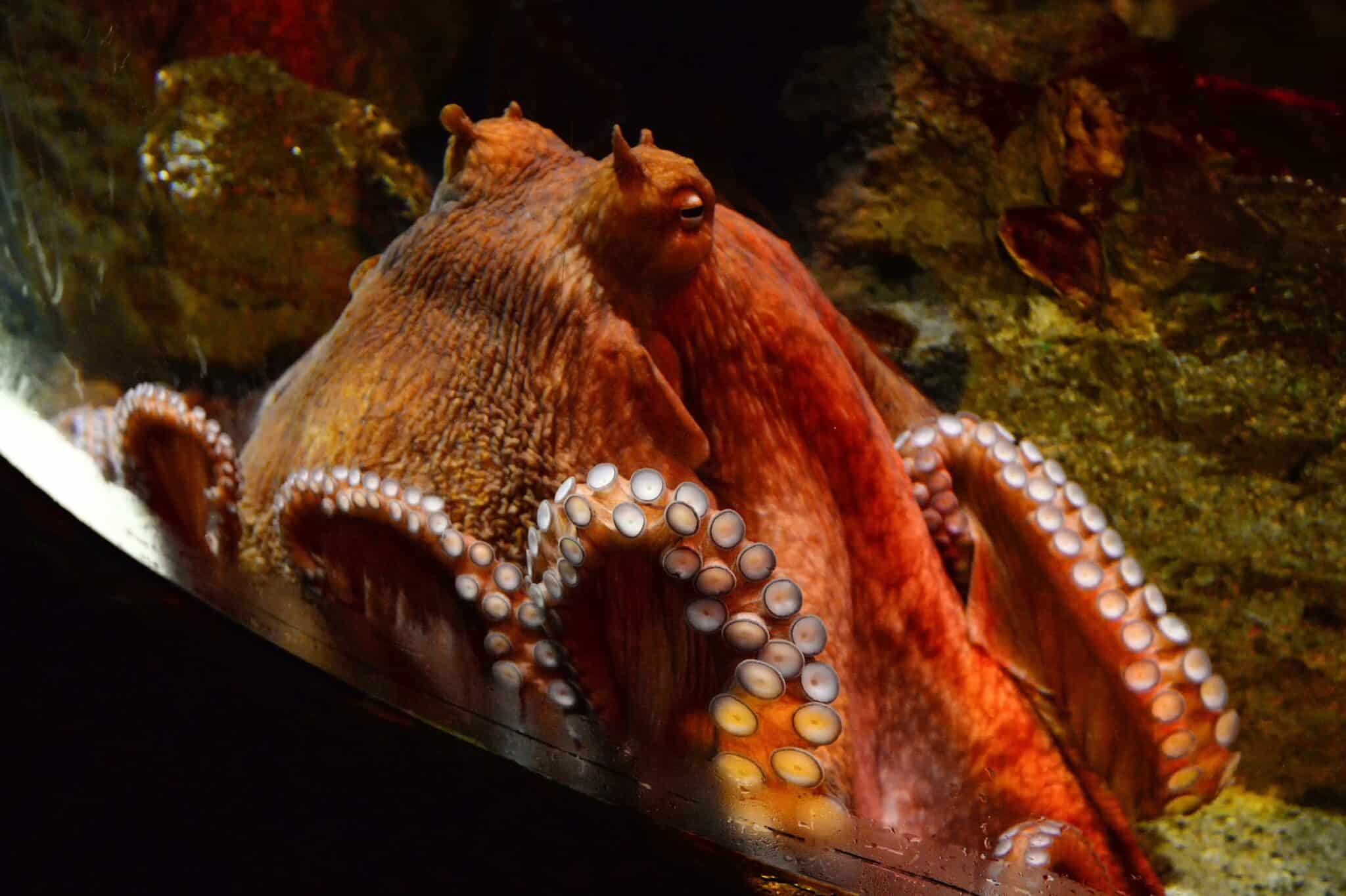 Do Octopuses Make Good Pets? - Things You Need to Know