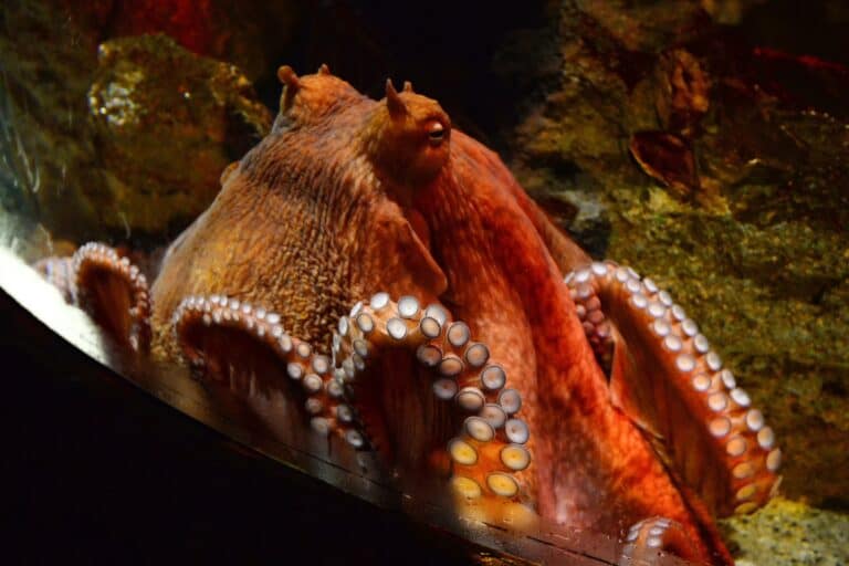 Do Octopuses Make Good Pets? - Things You Need to Know