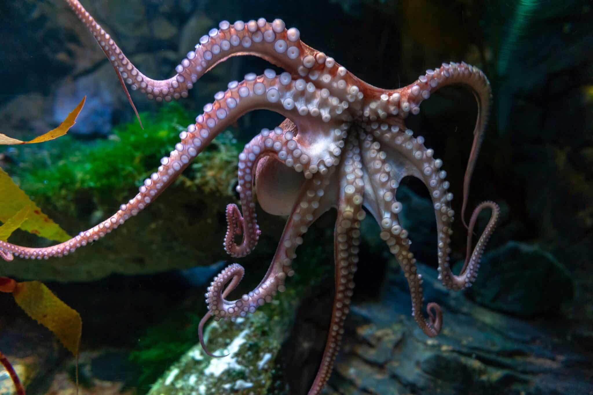 Do Octopuses Make Good Pets? - Things You Need to Know