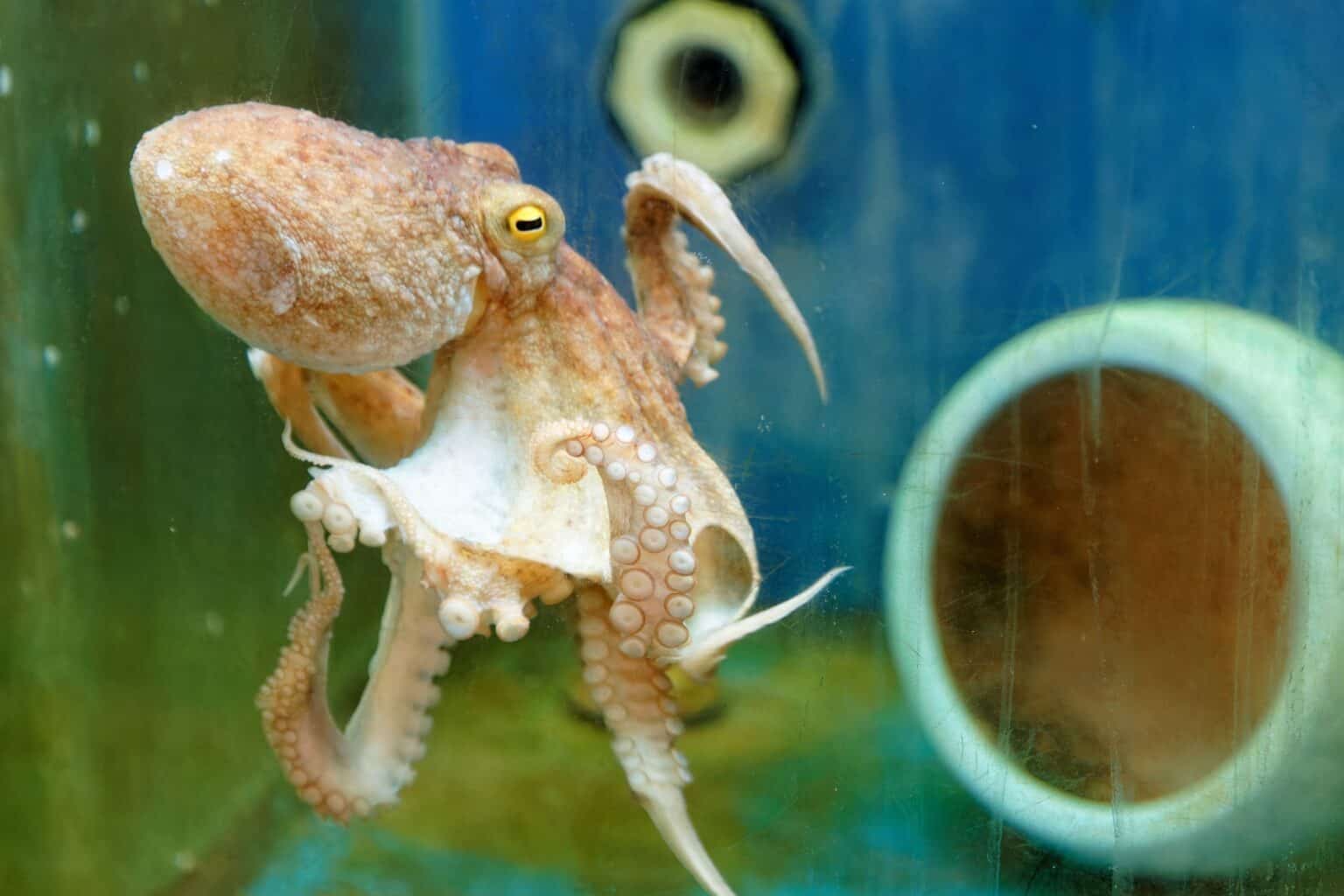Do Octopuses Make Good Pets? - Things You Need to Know