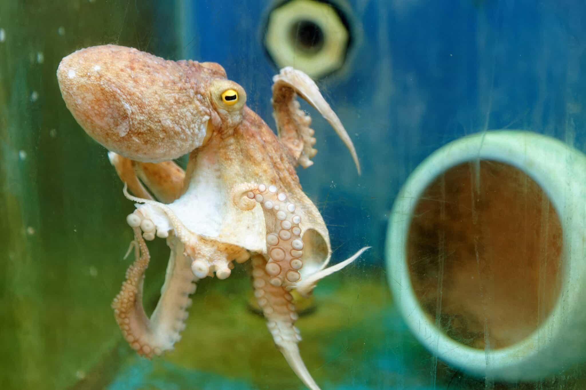 Do Octopuses Make Good Pets? - Things You Need to Know
