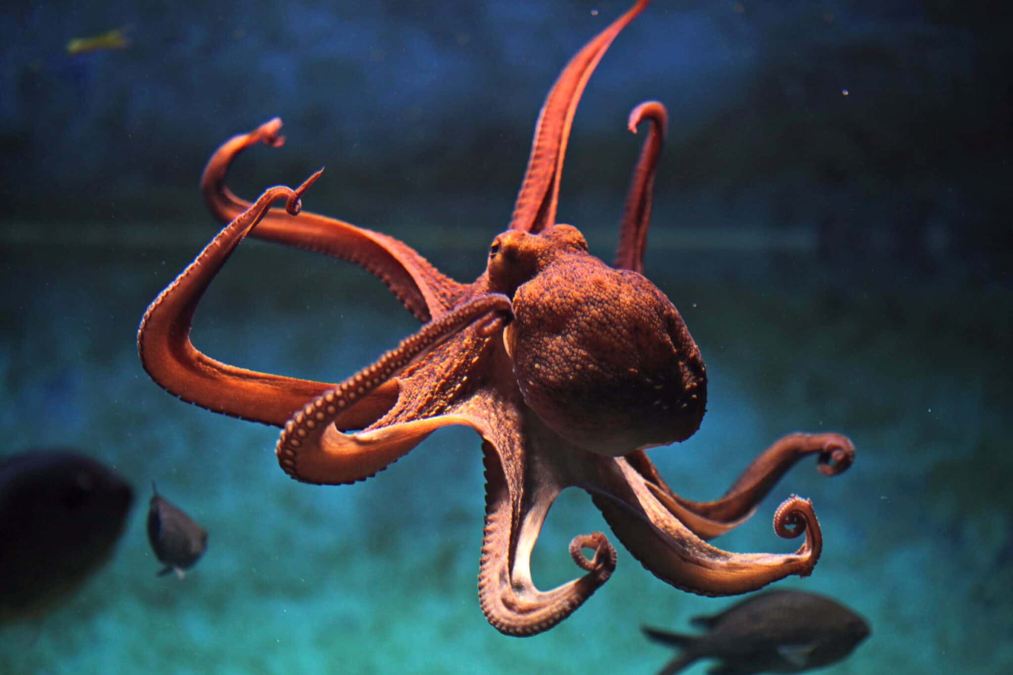 Do Octopuses Make Good Pets? - Things You Need to Know
