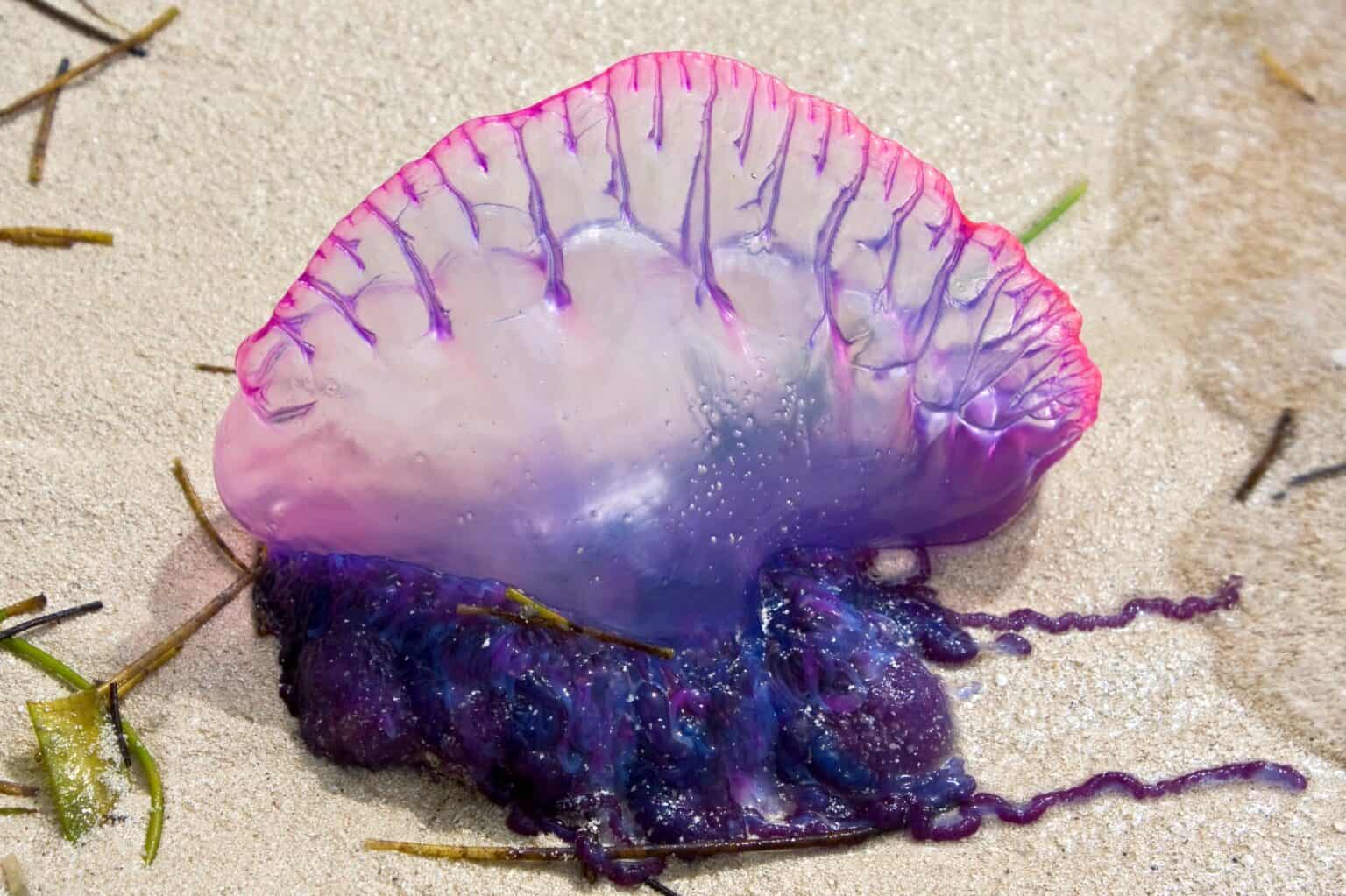 26 Different Types of Jellyfish in the Ocean