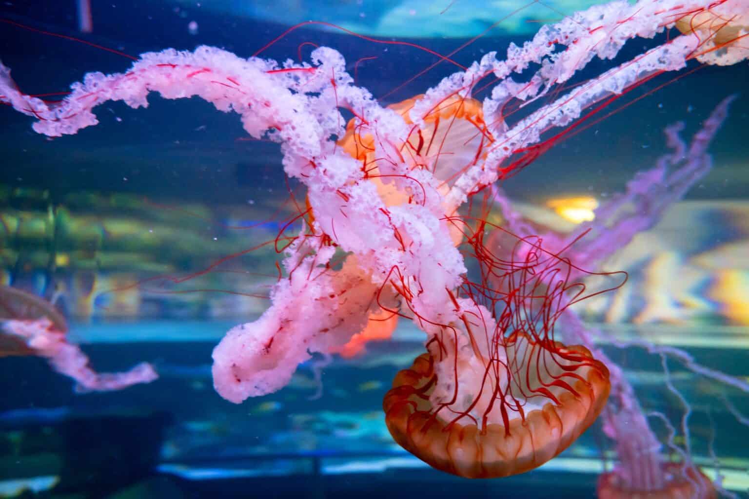 26 Different Types of Jellyfish in the Ocean