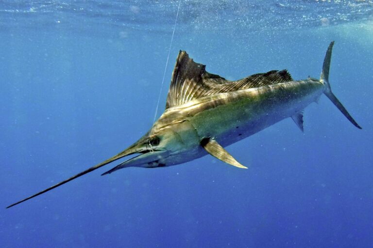 Ranking the 10 Fastest Sea Animals in the Ocean