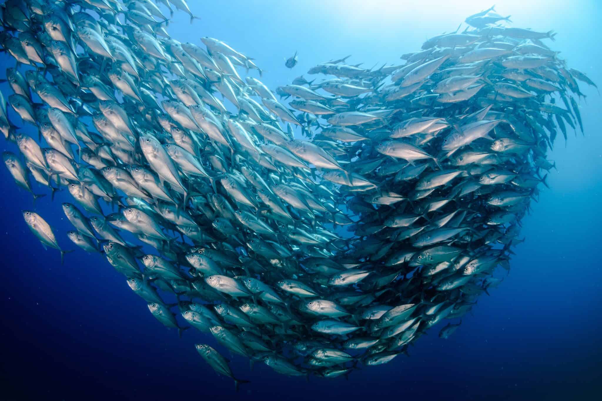 Are Fish Mammals? (No, And Here's Why)