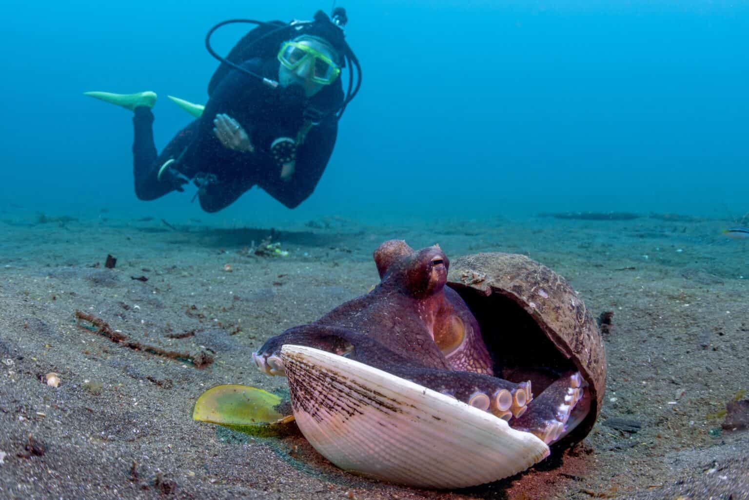 Are Octopuses Dangerous? (to Humans and Other Animals)