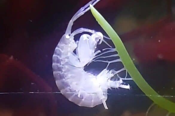 Scuds in Aquarium: What Are Scuds & Tips to Control Them