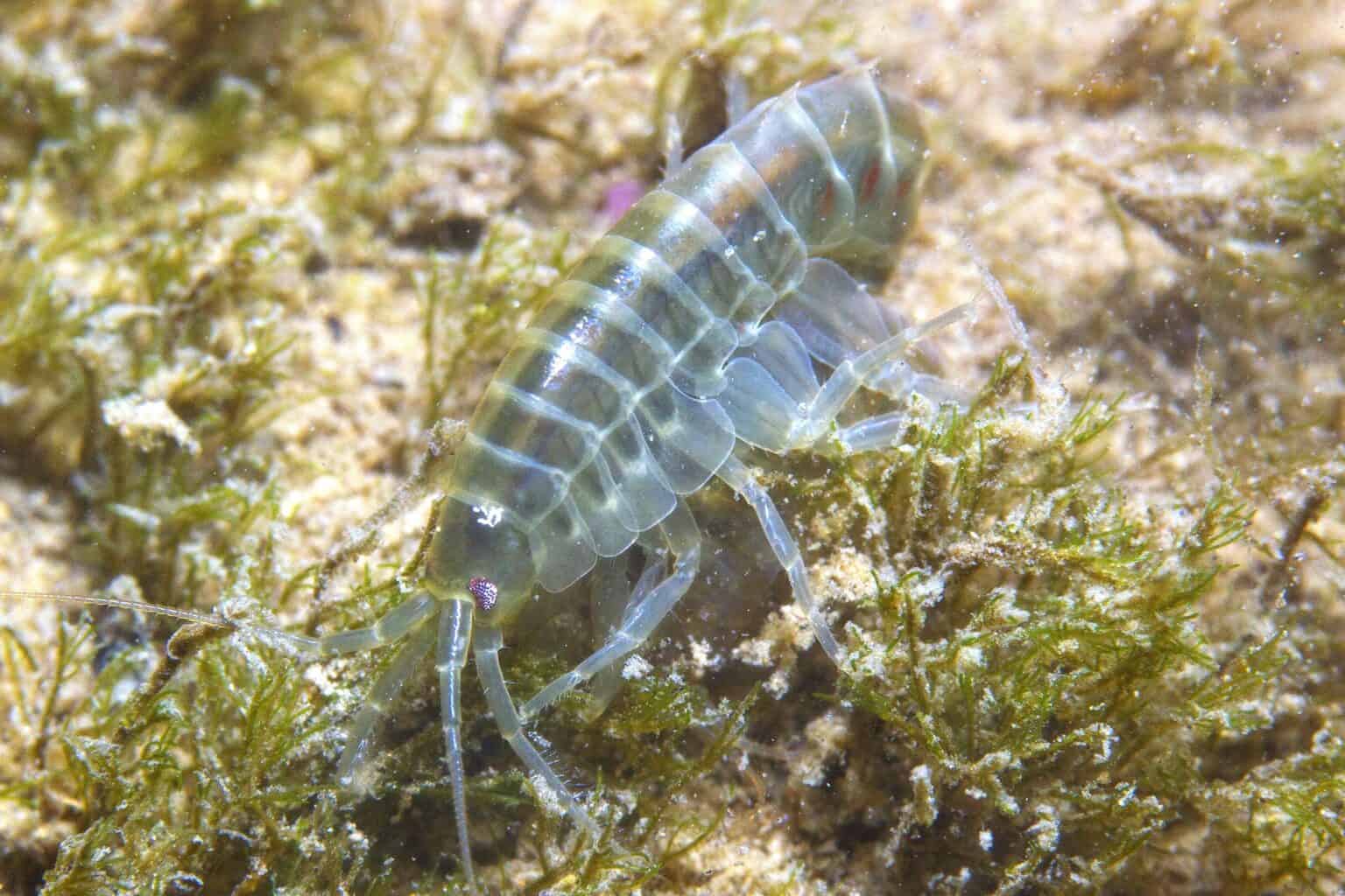 Scuds in Aquarium: What Are Scuds & Tips to Control Them