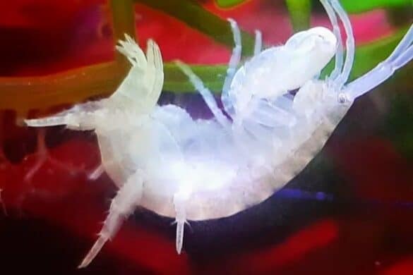 Scuds in Aquarium: What Are Scuds & Tips to Control Them