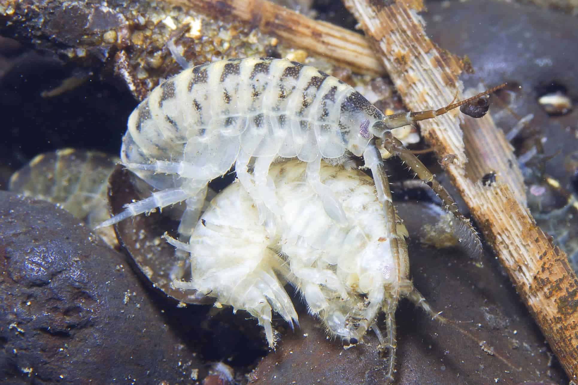 Scuds in Aquarium: What Are Scuds & Tips to Control Them