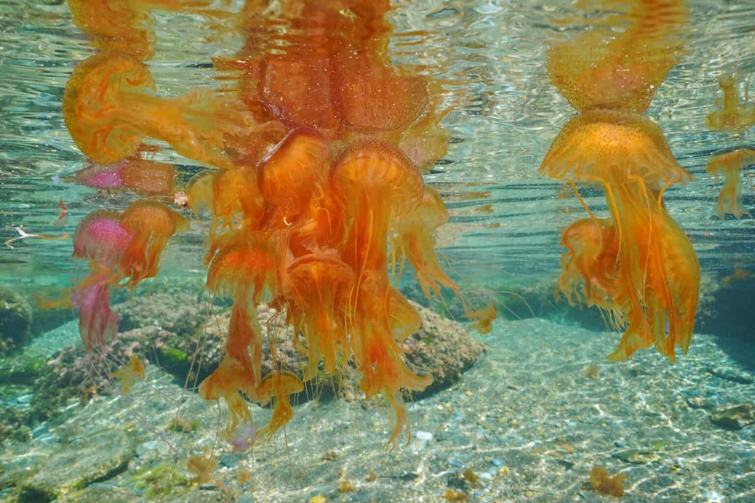 What Is a Group of Jellyfish Called? - Aquarium Whisperer