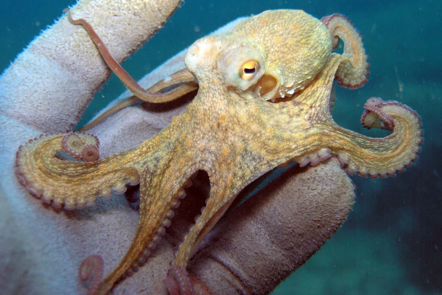 Are Octopuses Dangerous? (to Humans and Other Animals)