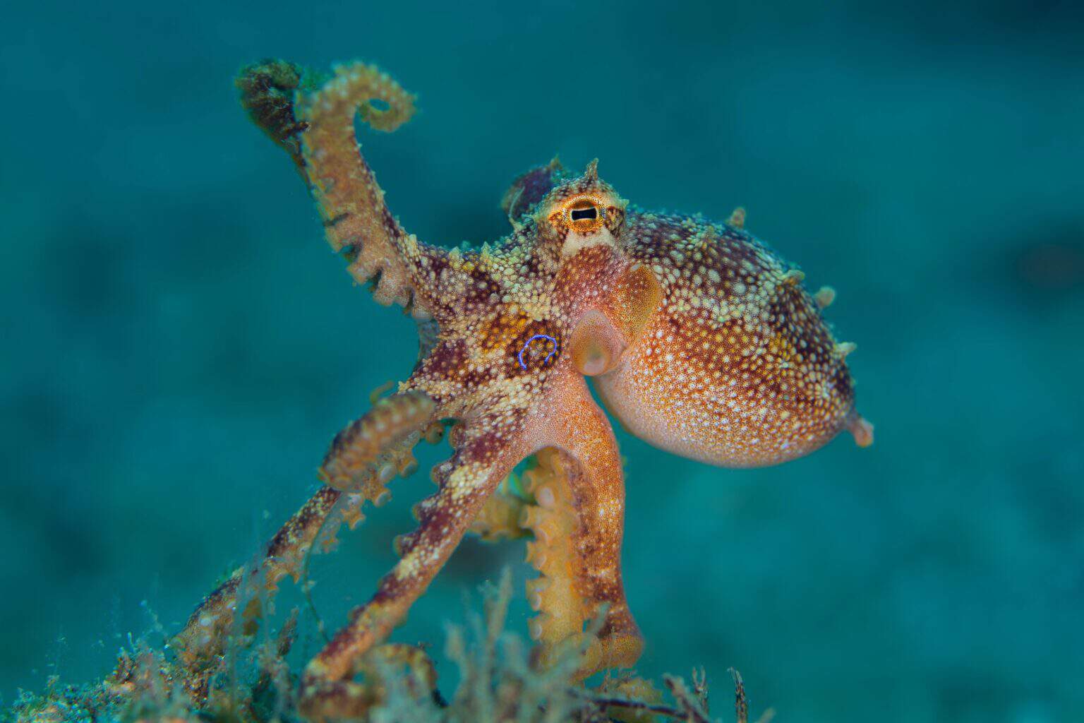 Are Octopuses Venomous or Poisonous? - Aquarium Whisperer