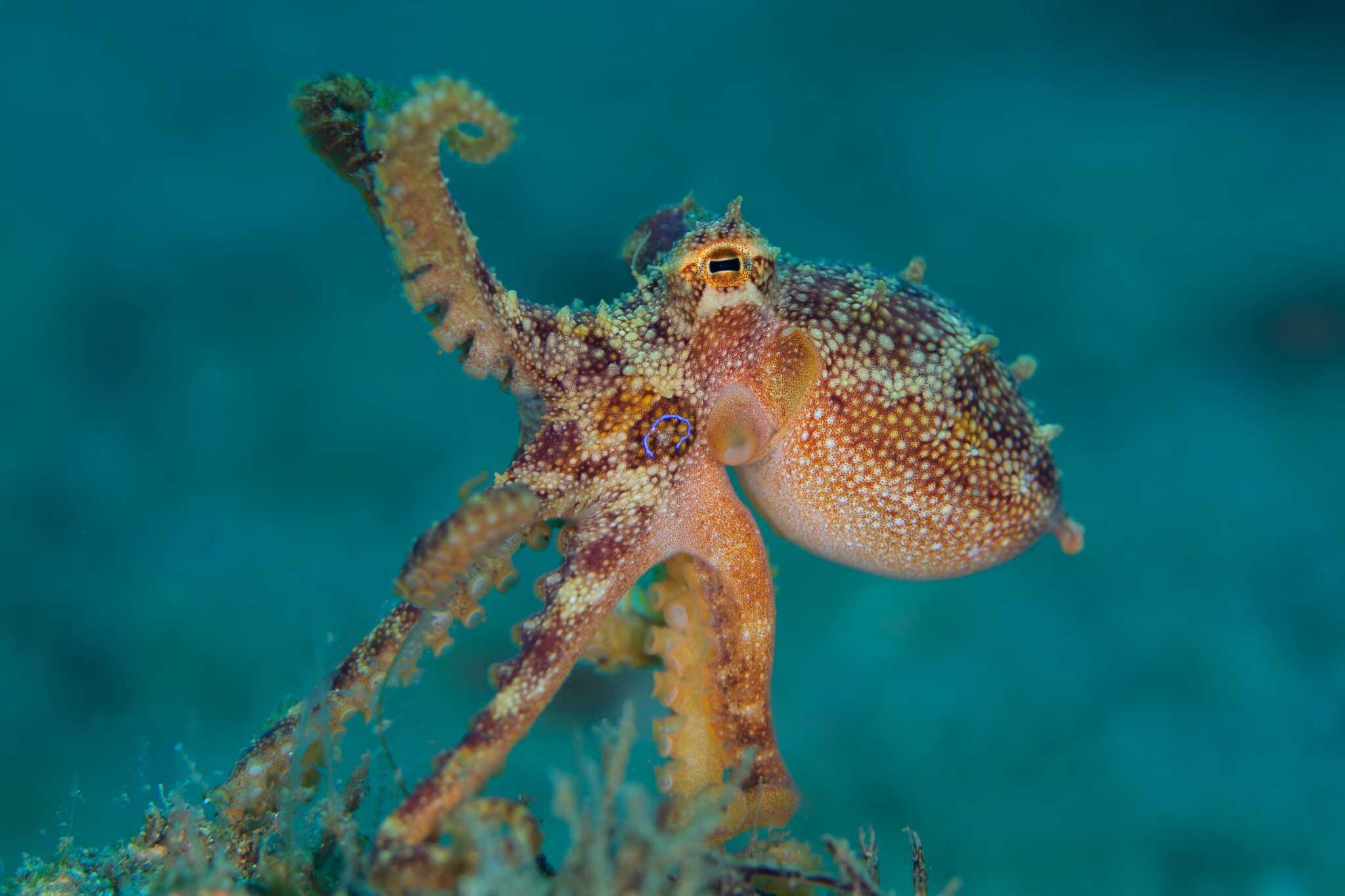 Are Octopuses Venomous or Poisonous? - Aquarium Whisperer