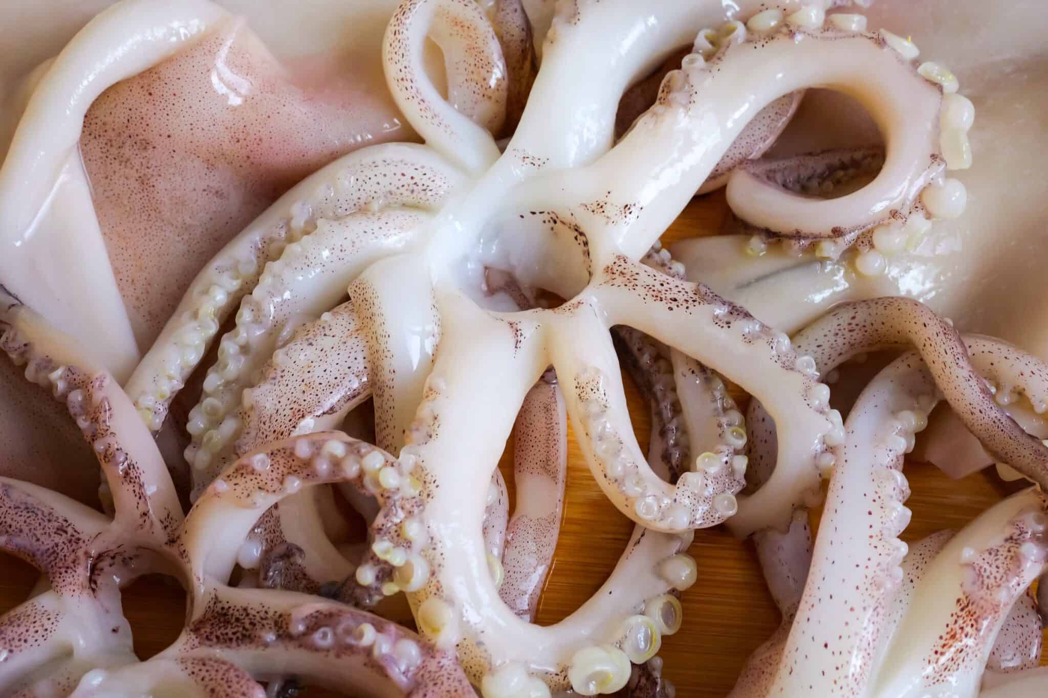 How Many Arms and Tentacles Does a Squid Have?