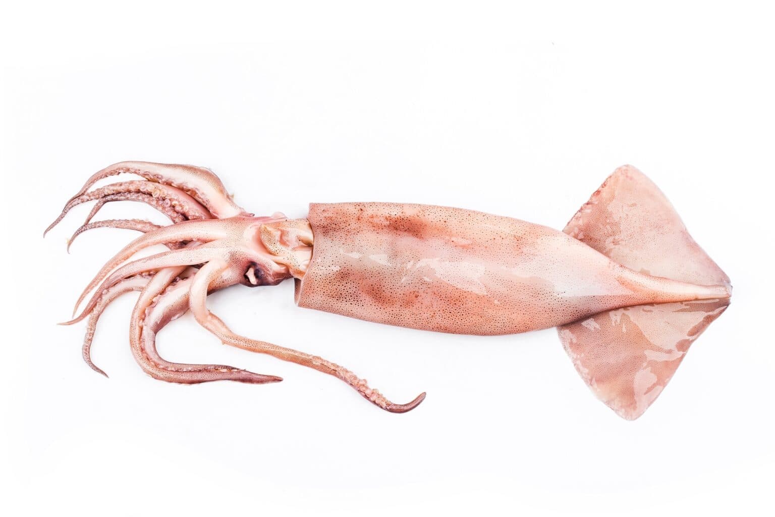 How Many Arms and Tentacles Does a Squid Have?