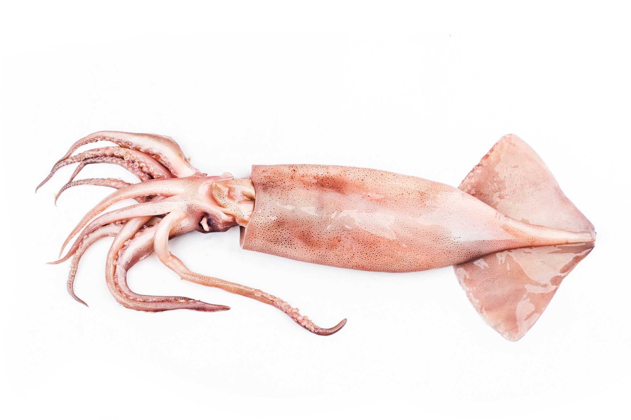 How Many Arms and Tentacles Does a Squid Have?