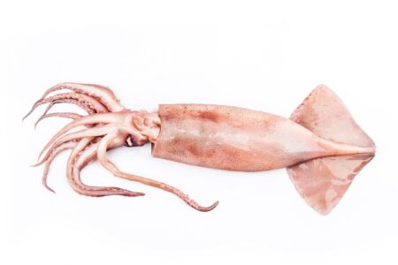 How Many Arms and Tentacles Does a Squid Have?