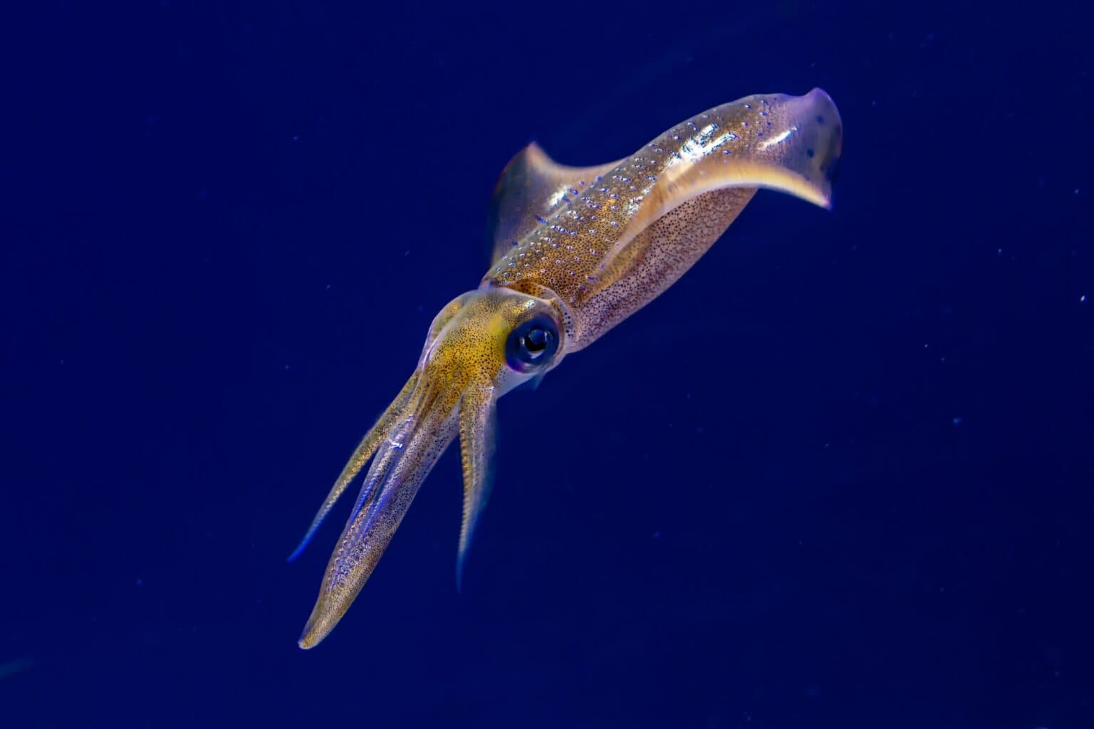 How Many Arms and Tentacles Does a Squid Have?