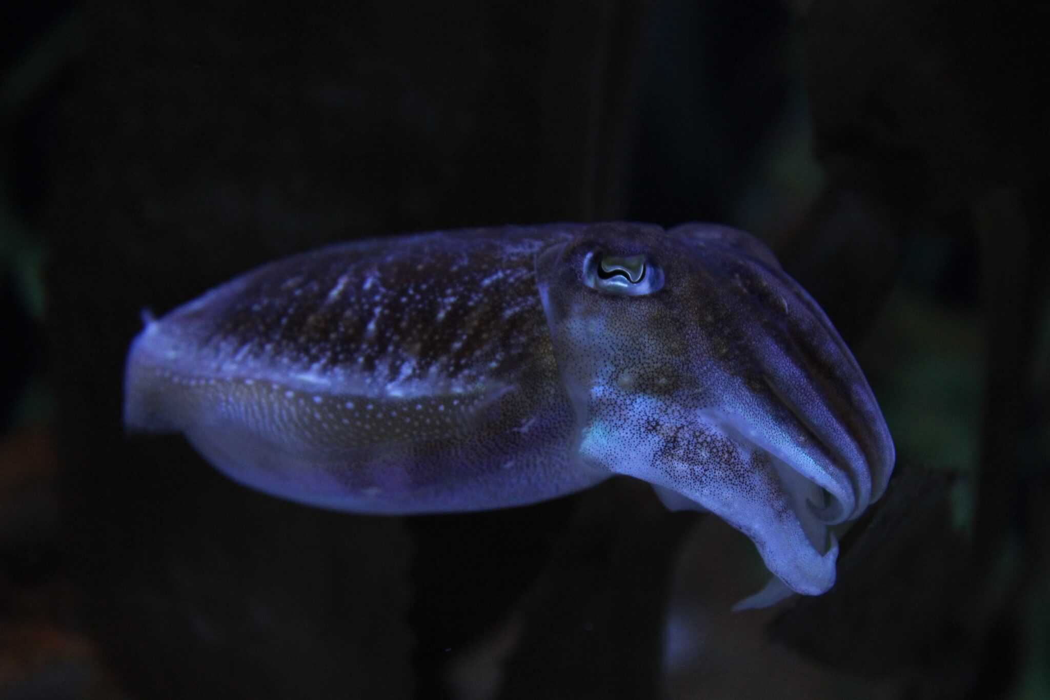 How Many Arms and Tentacles Does a Squid Have?