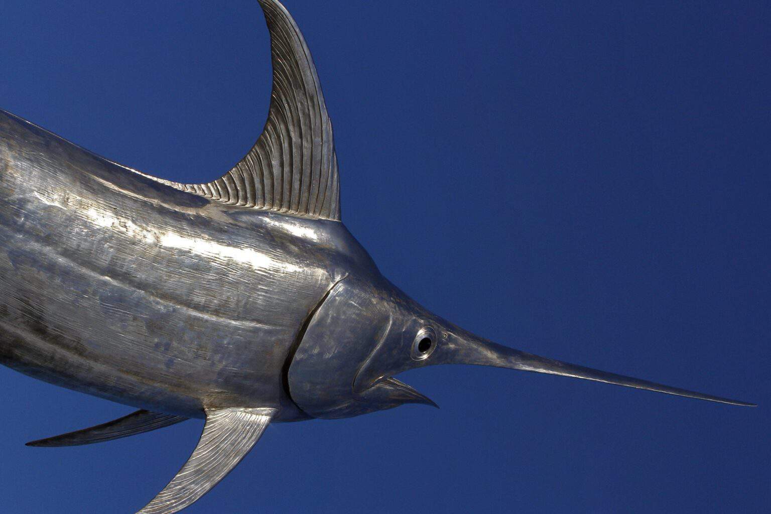 Ranking the 10 Fastest Sea Animals in the Ocean