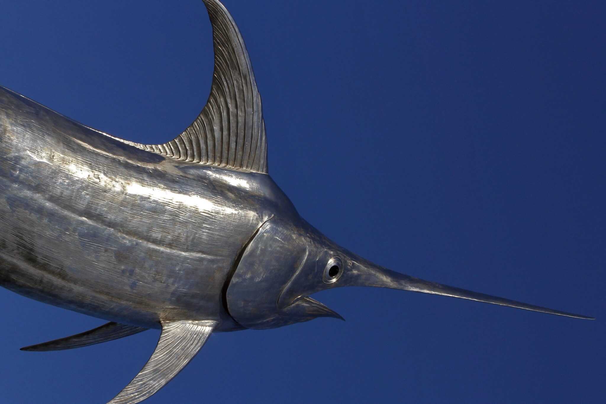 Ranking the 10 Fastest Sea Animals in the Ocean