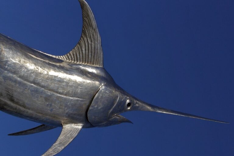 Ranking the 10 Fastest Sea Animals in the Ocean