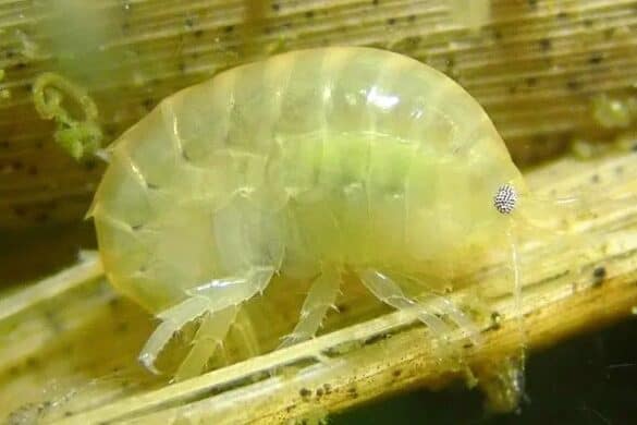 Scuds in Aquarium: What Are Scuds & Tips to Control Them