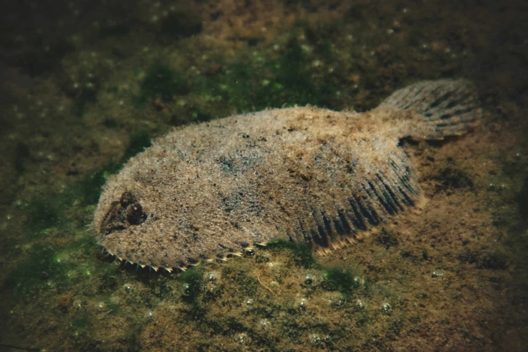 Freshwater Flounder: Species Profile & Care Guide