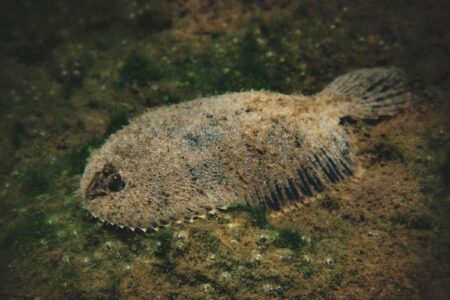 Freshwater Flounder: Species Profile & Care Guide