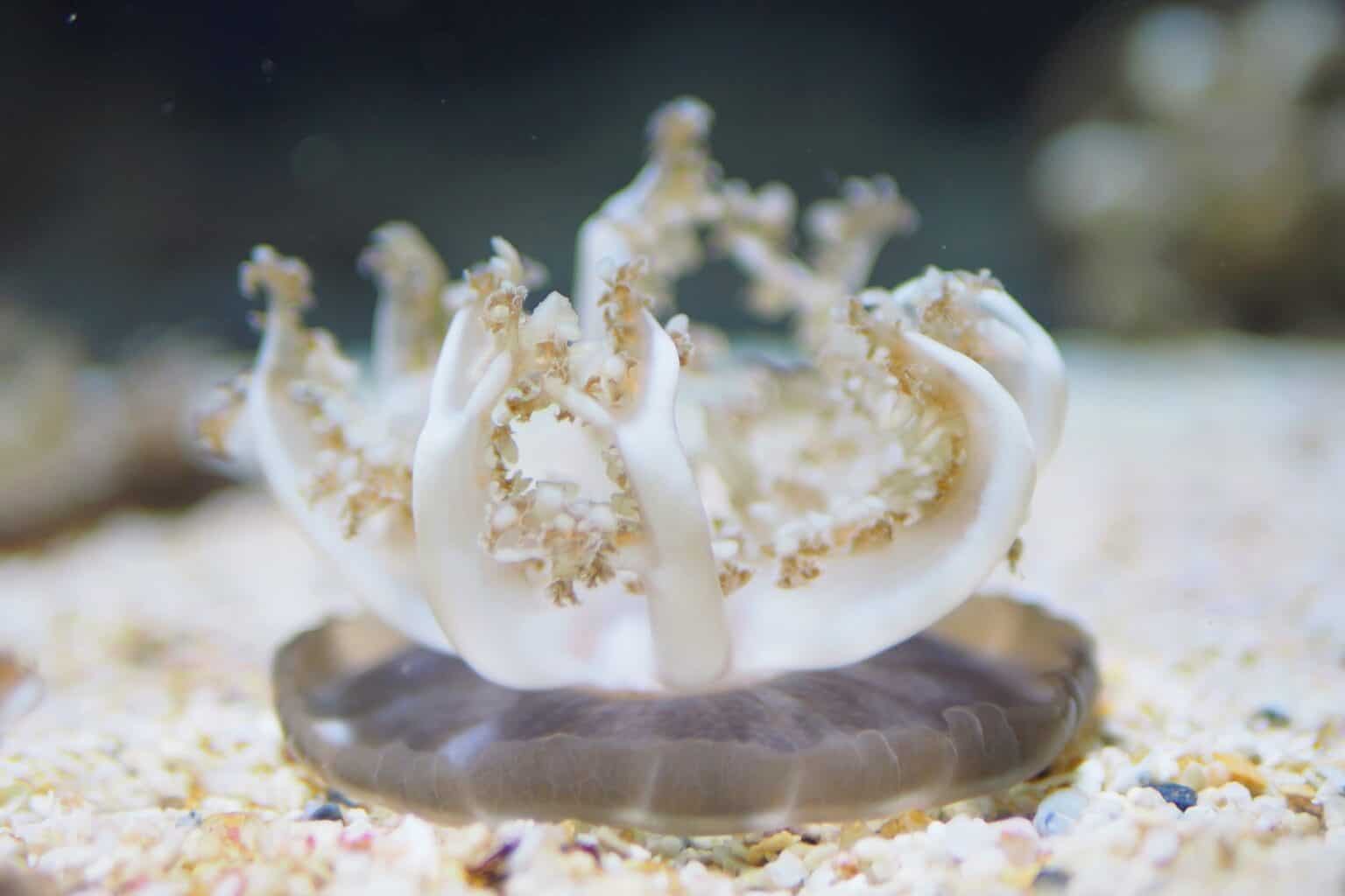 26 Different Types of Jellyfish in the Ocean