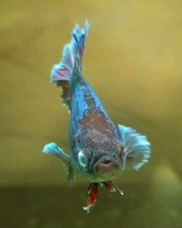 Cloudy Eye Fish Disease: Signs, Causes & Treatment