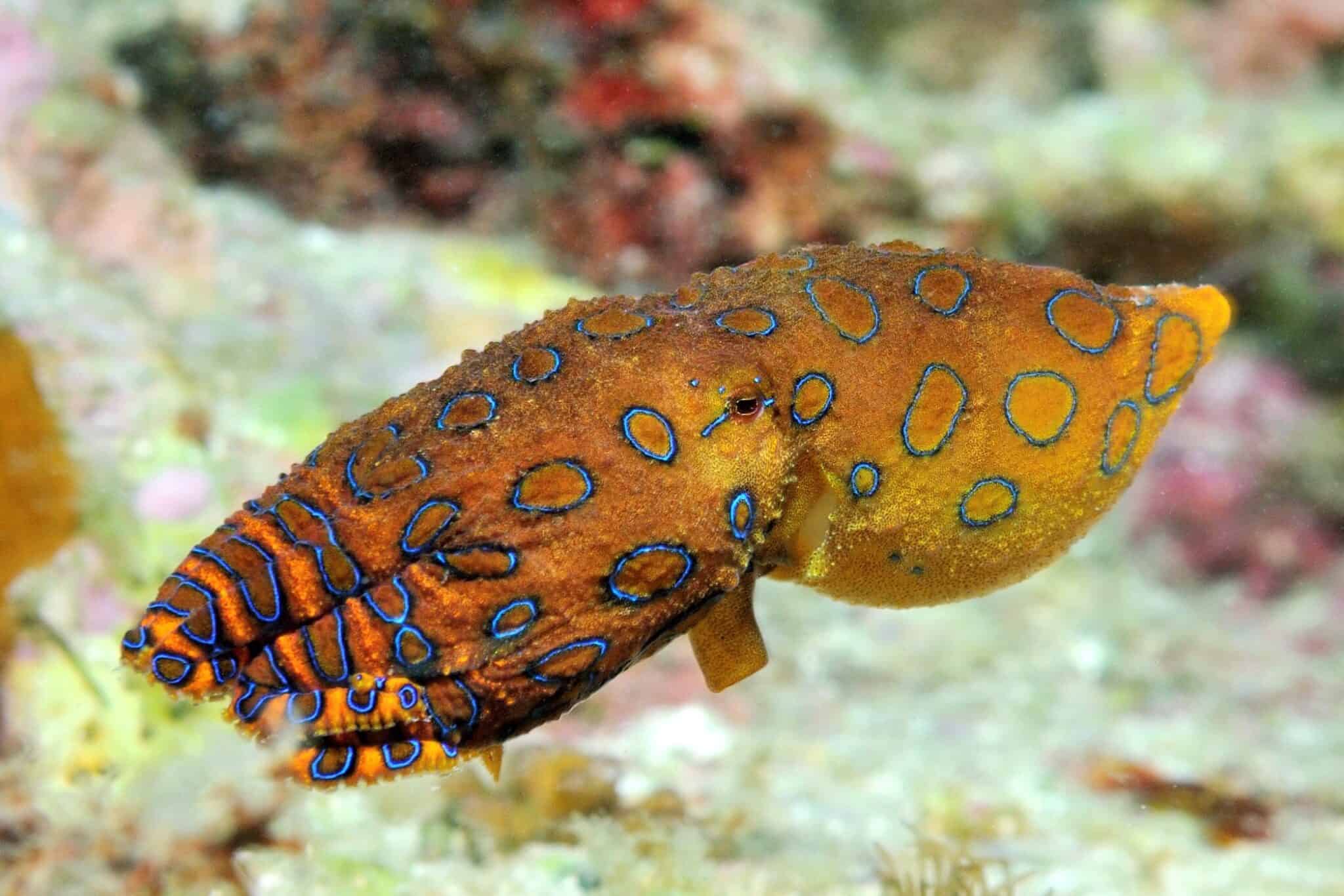 Are Octopuses Venomous or Poisonous? - Aquarium Whisperer