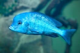 Blue Dolphin Cichlid: Species Profile & Care Guide