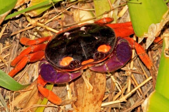 Halloween Moon Crab: A Complete Guide & Pictures