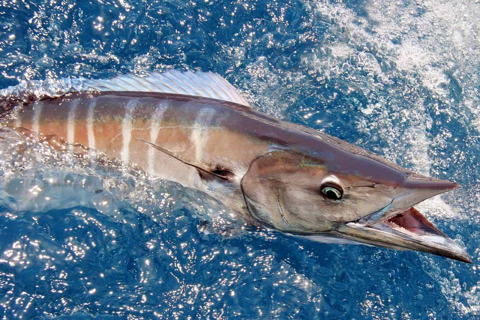 Ranking the 10 Fastest Sea Animals in the Ocean