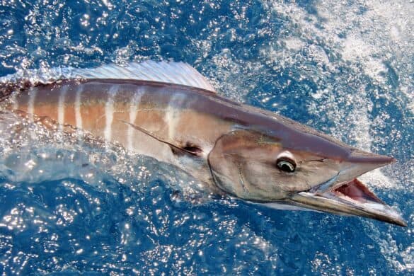 Ranking the 10 Fastest Sea Animals in the Ocean