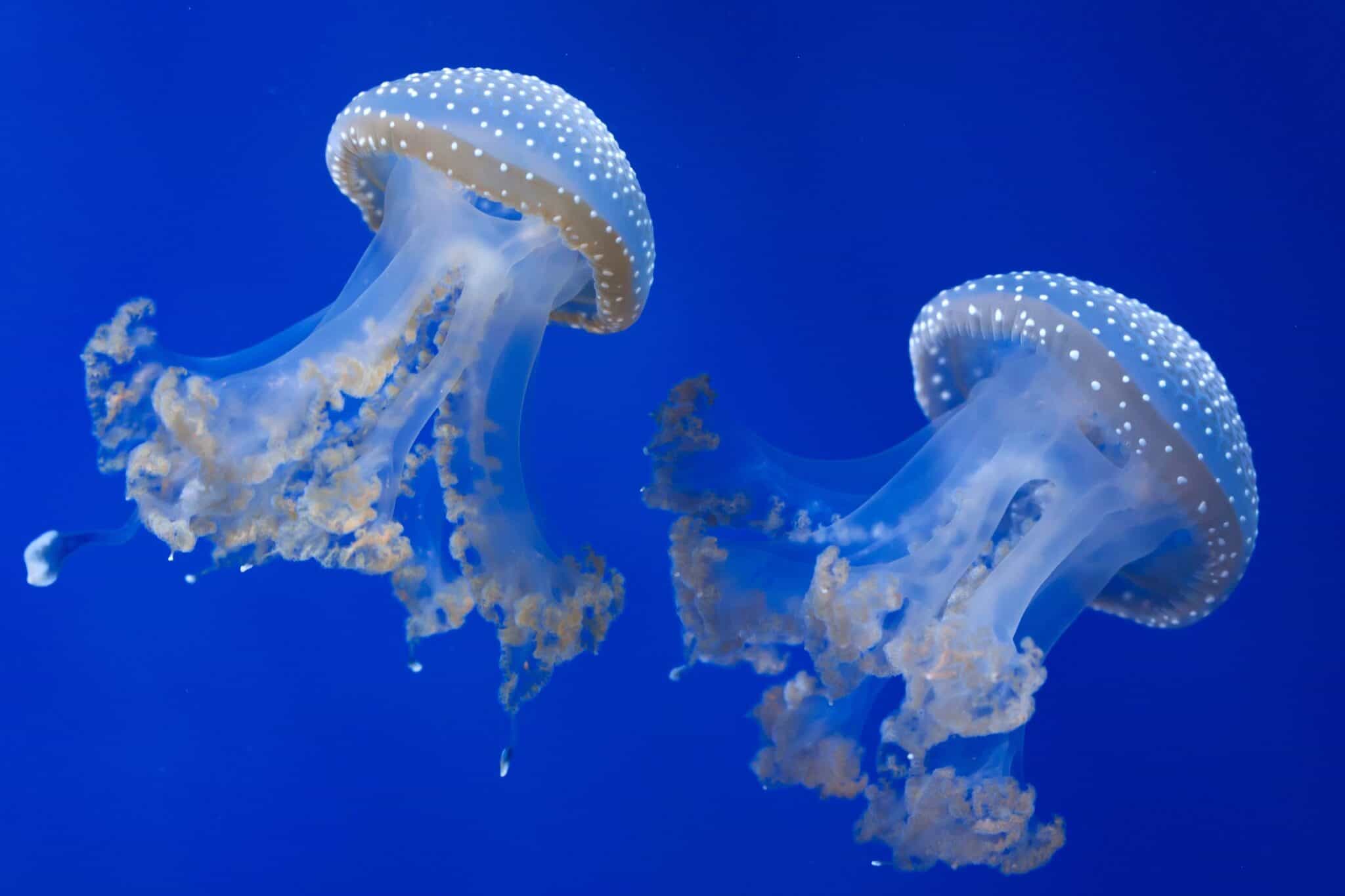 26 Different Types of Jellyfish in the Ocean
