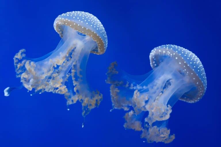 26 Different Types of Jellyfish in the Ocean