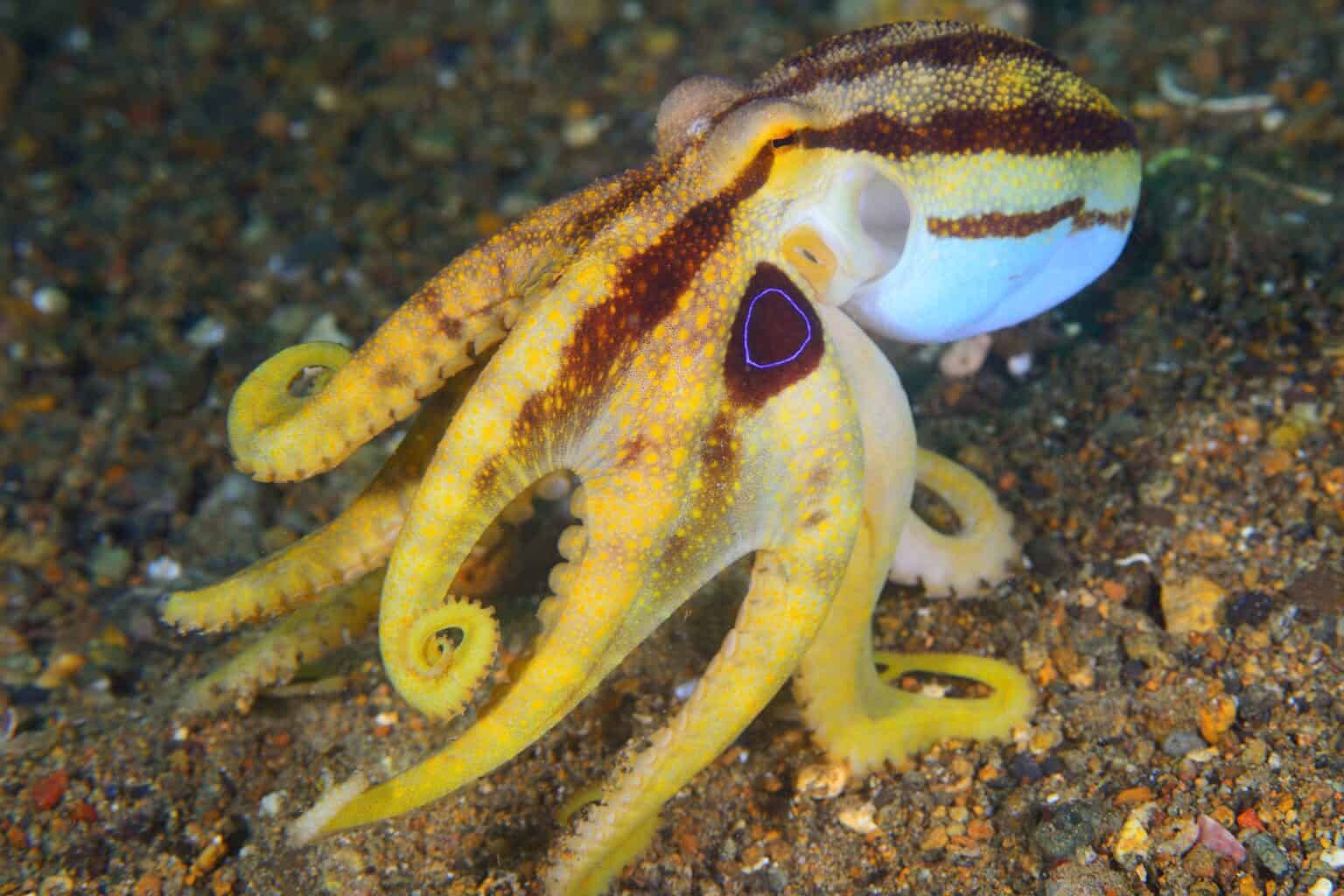 Are Octopuses Venomous or Poisonous? - Aquarium Whisperer