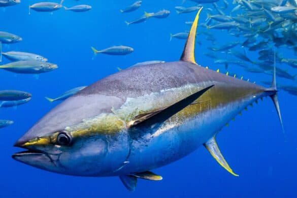 Ranking the 10 Fastest Sea Animals in the Ocean