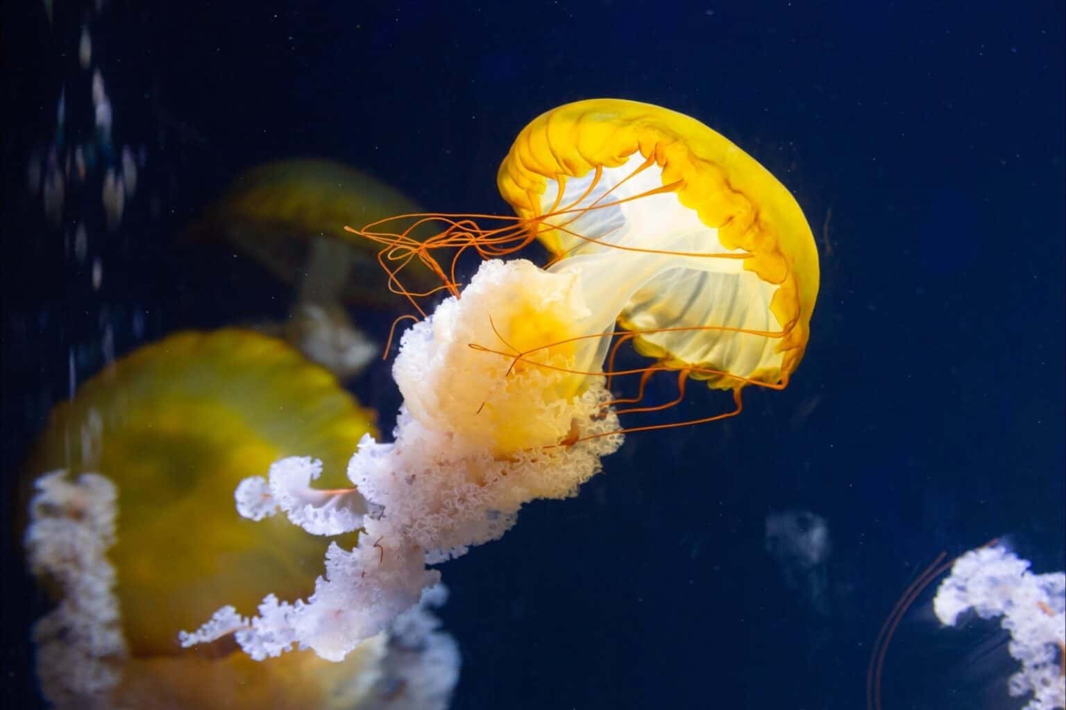 11 Different Jellyfish Colors Explained