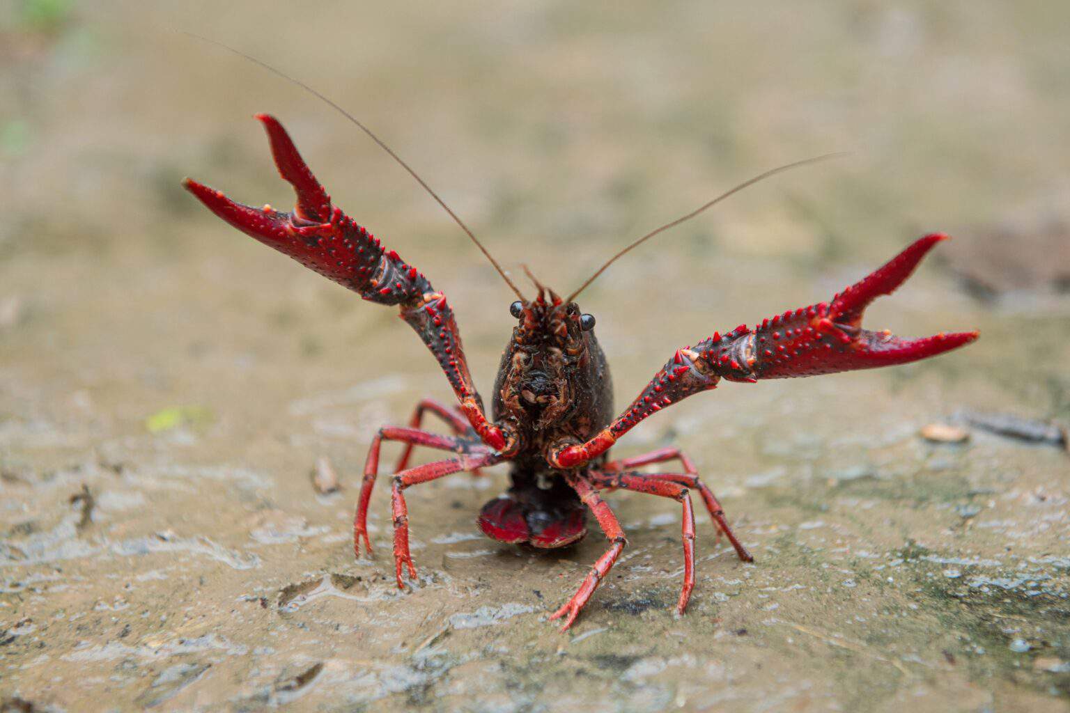 Crayfish vs. Lobster: What Are the Differences?