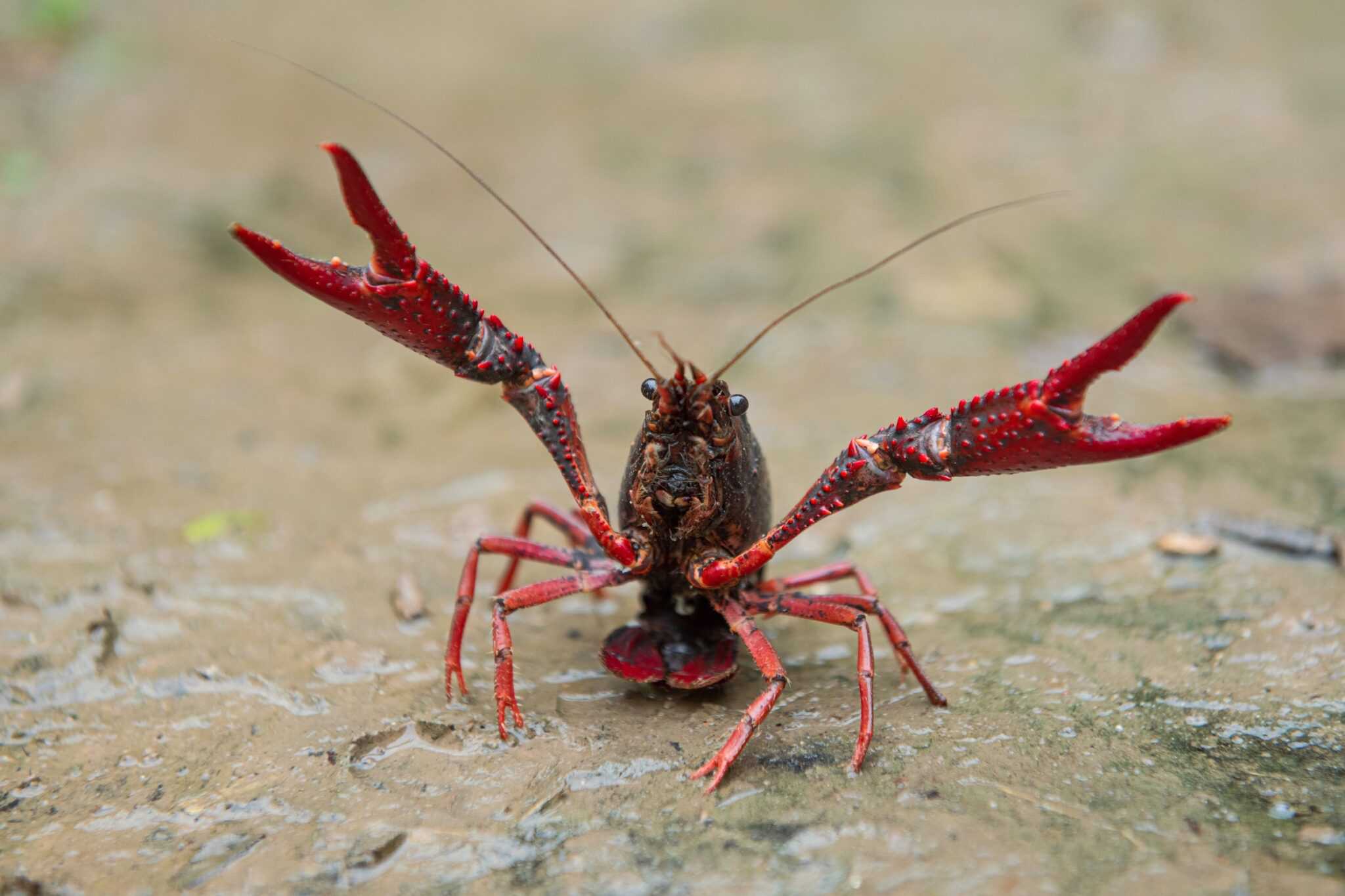 Crayfish vs. Lobster: What Are the Differences?