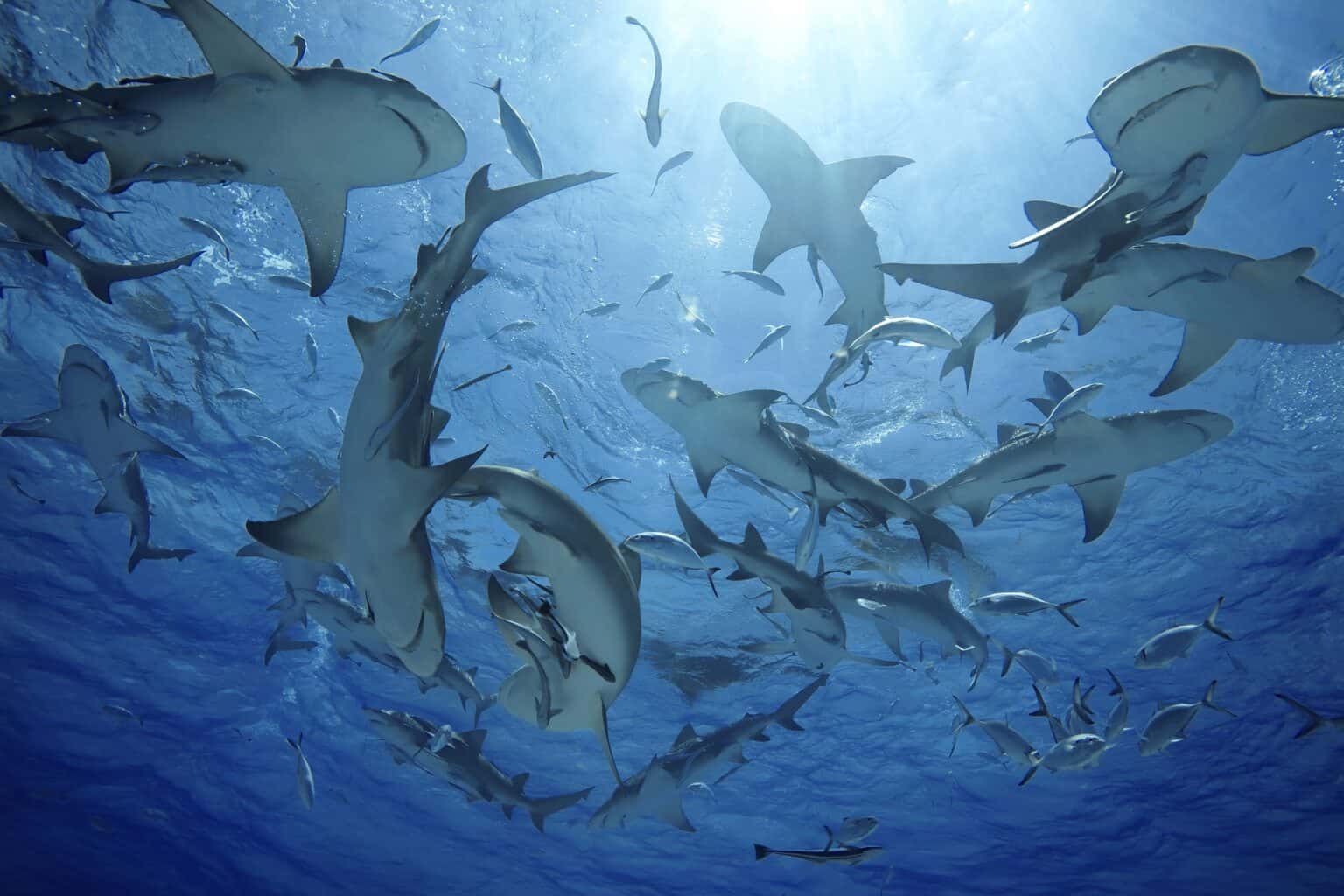 What Is a Group of Sharks Called? (4 Common Terms)