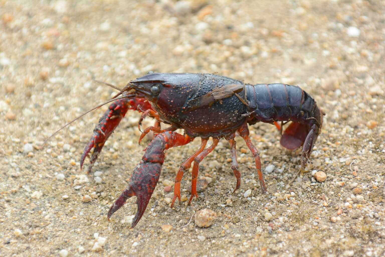 Crayfish vs. Lobster: What Are the Differences?