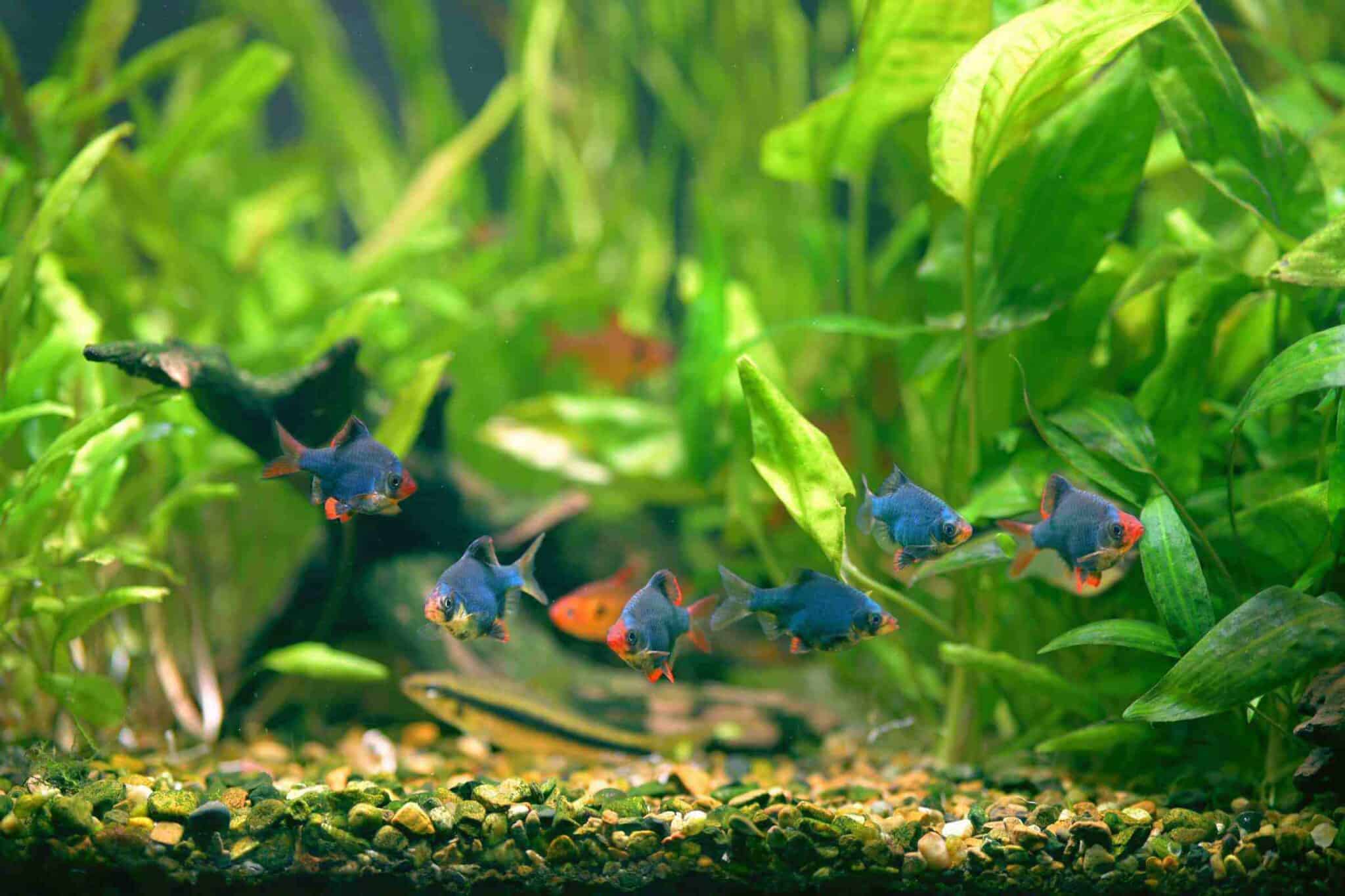 How Many Fish Per Gallon? (Answers for Different Tank Sizes)