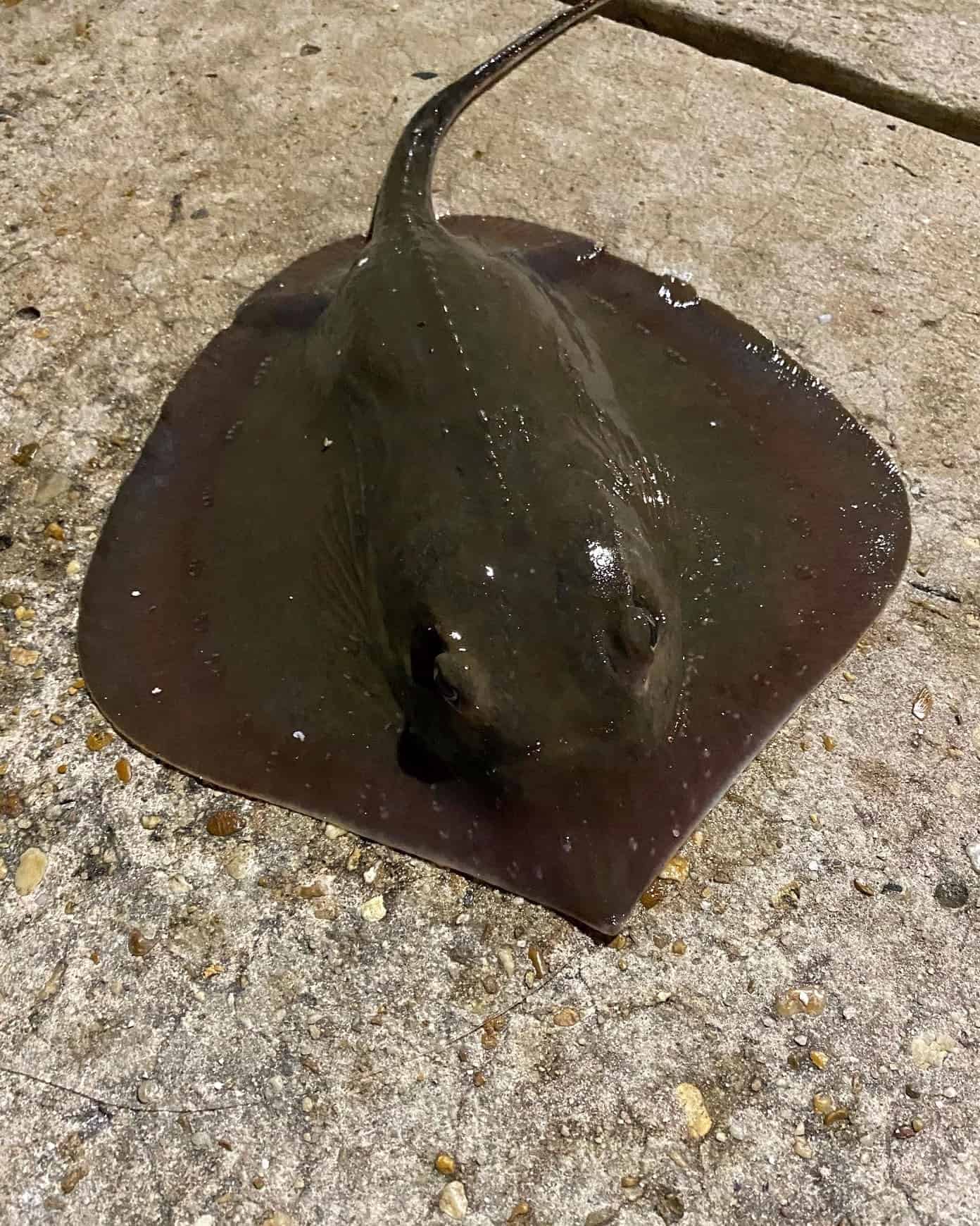 44 Different Types of Rays: Identification Guide